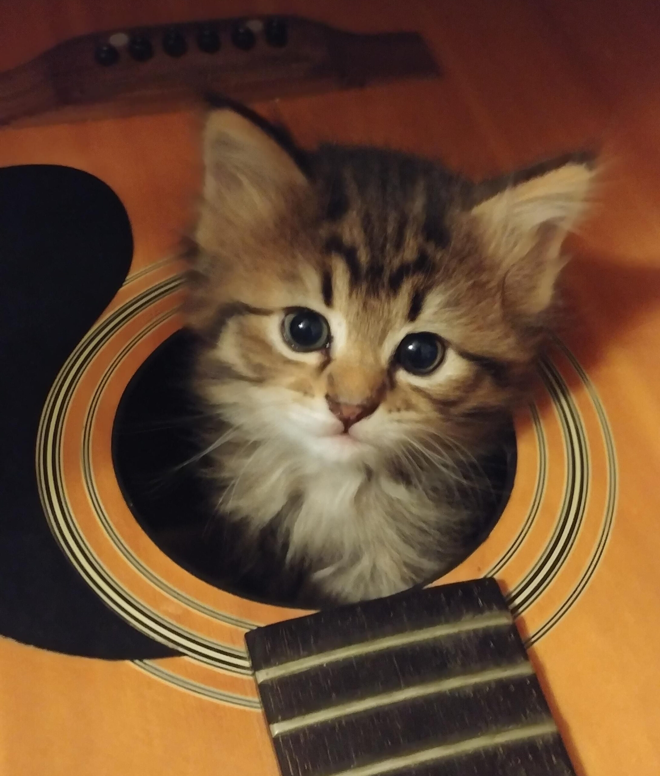 McCabe's Guitar Shop – The best selection of stringed instruments and ...